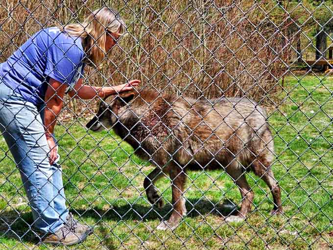 A gentle moment through the fence, proof that connection doesn't always require words or Wi-Fi.