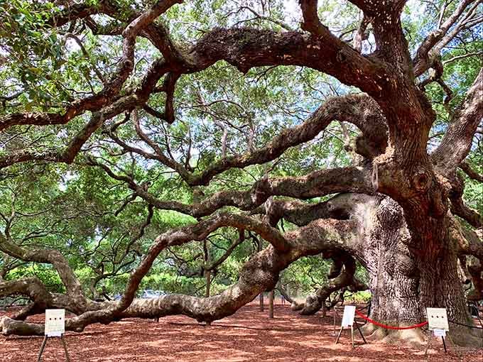Those massive, twisting limbs of the Angel Oak reach out in every direction like a centuries-old bear hug.