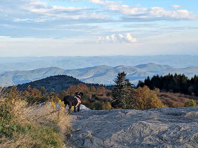 Even the dog knows this Black Balsam Knob sunset view is worth every step of the climb.
