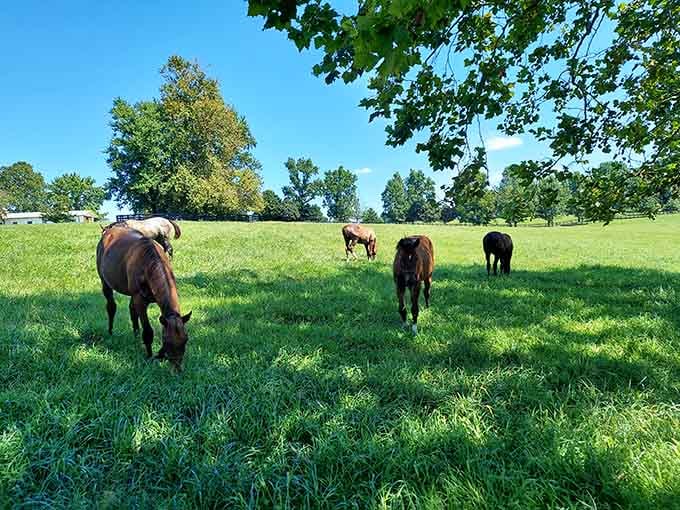 Mares and foals scattered across a sunlit summer field, each one grazing like they've got absolutely nowhere to be.