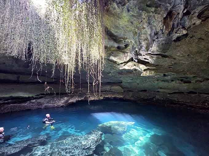 Roots dangling from ancient limestone, deep blue water glowing from below, this underground spring makes every other swimming hole feel a little ordinary.