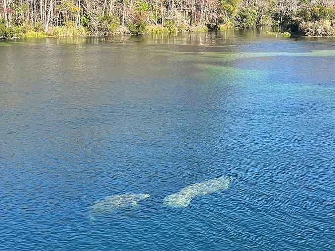 Spotting gray shadows gliding through darker water feels like discovering submarines in your own backyard pond.