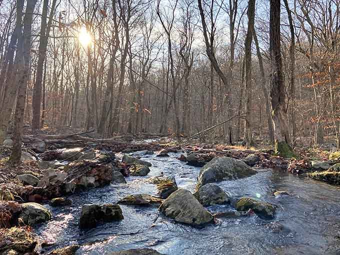 Morning light filters through bare trees, illuminating a rocky stream that's been flowing since your grandparents were young.