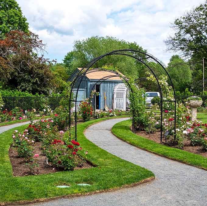 Rose-covered arches frame pathways that lead to a charming garden shed, proving that even tool storage can be beautiful.