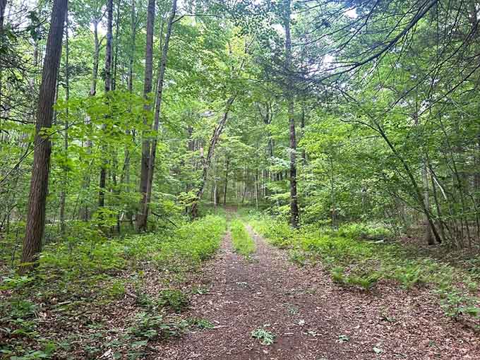 Dappled light filters through Mount Sanford's broad hardwood canopy, turning an ordinary trail walk into something genuinely worth savoring.