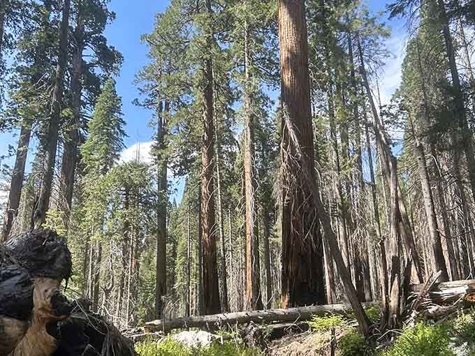 Towering sequoias reach skyward like nature's own rocket ships, except these have been launching for thousands of years.
