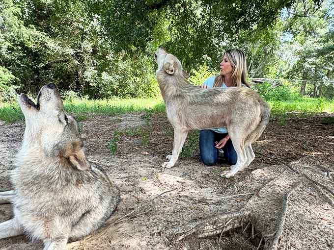 Meeting wolves up close reveals they're more curious than scary, with personalities as distinct as any family pet.