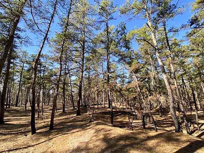 Tall pitch pines casting long shadows across sandy soil capture the Pine Barrens' wild, sun-drenched personality perfectly.