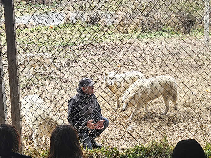Meeting wolves eye-to-eye teaches you these misunderstood creatures are family-oriented neighbors, not the villains from childhood fairy tales.