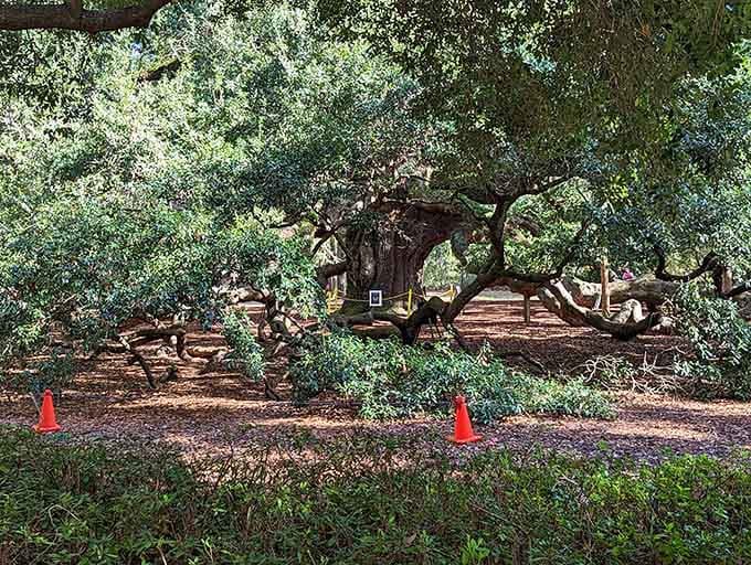 Even from a distance, the Angel Oak's sprawling canopy swallows the landscape whole, making orange cones look adorably tiny.