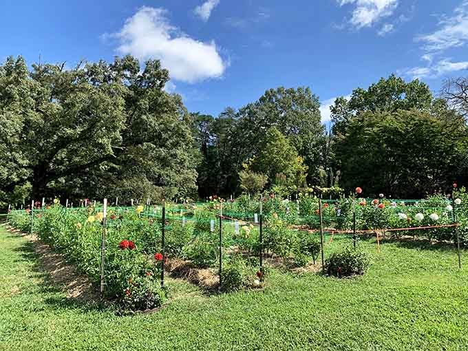 These vegetable gardens prove that beauty and bounty can grow side by side in spectacular mountain settings.