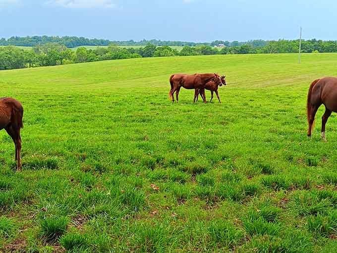 A chestnut mare nuzzles her foal on a brilliantly green hillside. This is the kind of scene that rewires your whole afternoon.