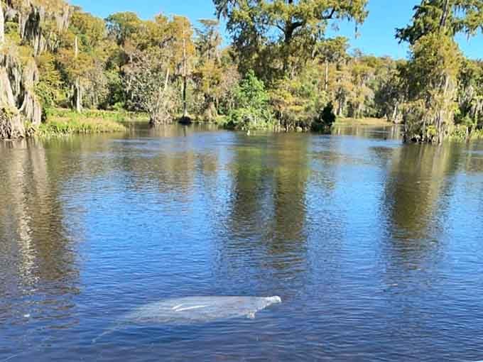 Dark water can't hide this gentle giant completely &ndash; like trying to camouflage an elephant behind a curtain!