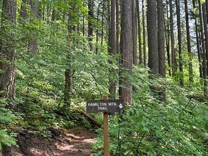 The Hamilton Mountain Trail sign points into a cathedral of towering trees, quietly promising something spectacular waits ahead.