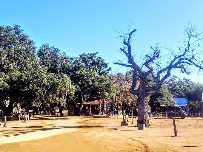 Wide open and unhurried, Luckenbach's dusty grounds invite you to slow down and let the music find you.