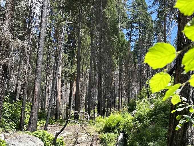 Fresh spring leaves frame the forest path where ancient and new growth share the same spectacular real estate.