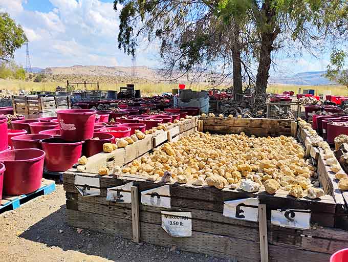 Rows of bright pink buckets filled with rocks from around the world turn this high desert yard into a global gem market.