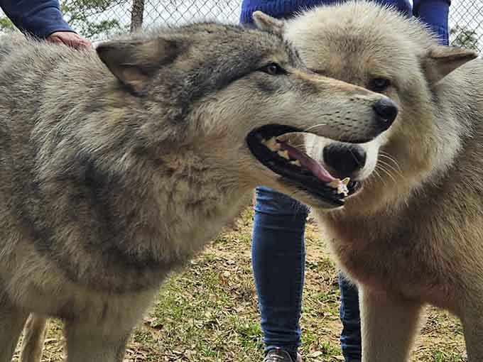 That happy wolf expression says everything: sometimes the big bad wolf just wants belly rubs and friendly conversation.