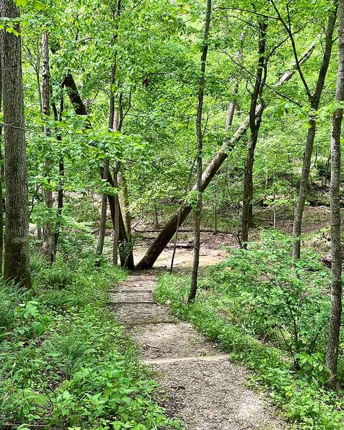 Stepping stones lead through an explosion of lush summer green, where a leaning fallen tree adds just the right amount of character.