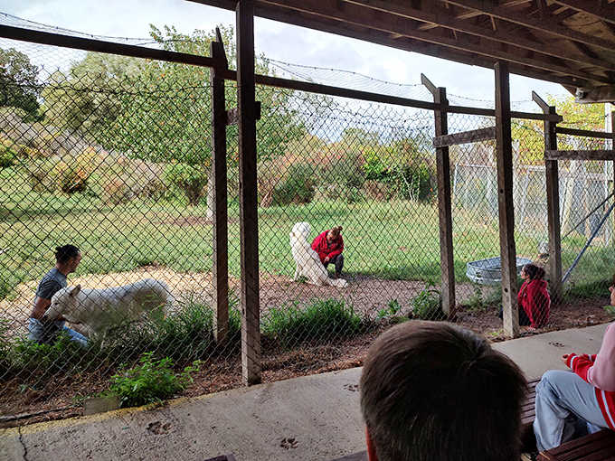 Educational encounters with magnificent wolves reveal their intelligence and social bonds while their haunting howls send wonderful shivers down spines.