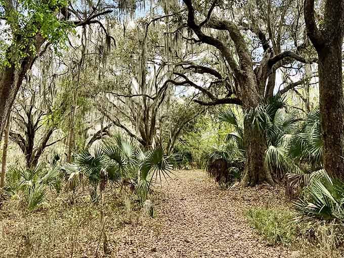 Walking through this hammock feels like stepping into Old Florida, back when air conditioning was just a crazy dream.