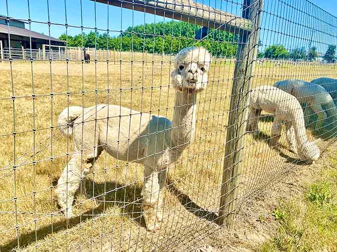 This freshly-shorn alpaca at the fence has that "new haircut, who dis?" energy going strong.
