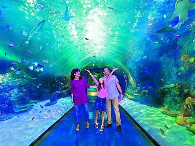 Sharks overhead, stingrays at eye level, and your feet firmly on the ground, the underwater tunnel delivers all the thrills, none of the wetsuit.