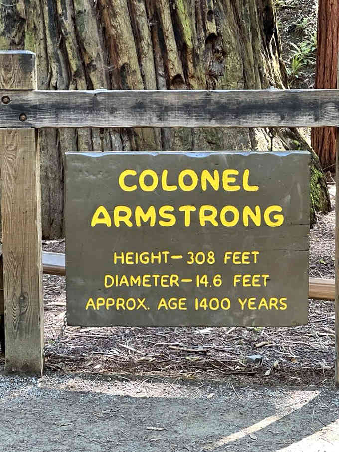 The Colonel Armstrong Tree stands 308 feet tall and approximately 1,400 years old, which makes your age feel refreshingly manageable.
