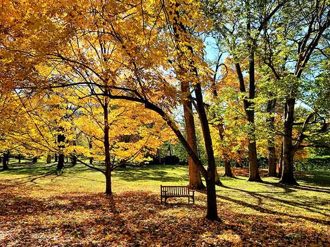 Fall at Ashland hits differently when the trees turn gold and a lone bench invites you to just sit and think.