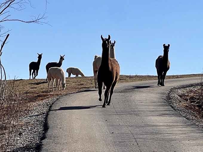 A whole crew of llamas trotting down the path like they've got somewhere very important to be.