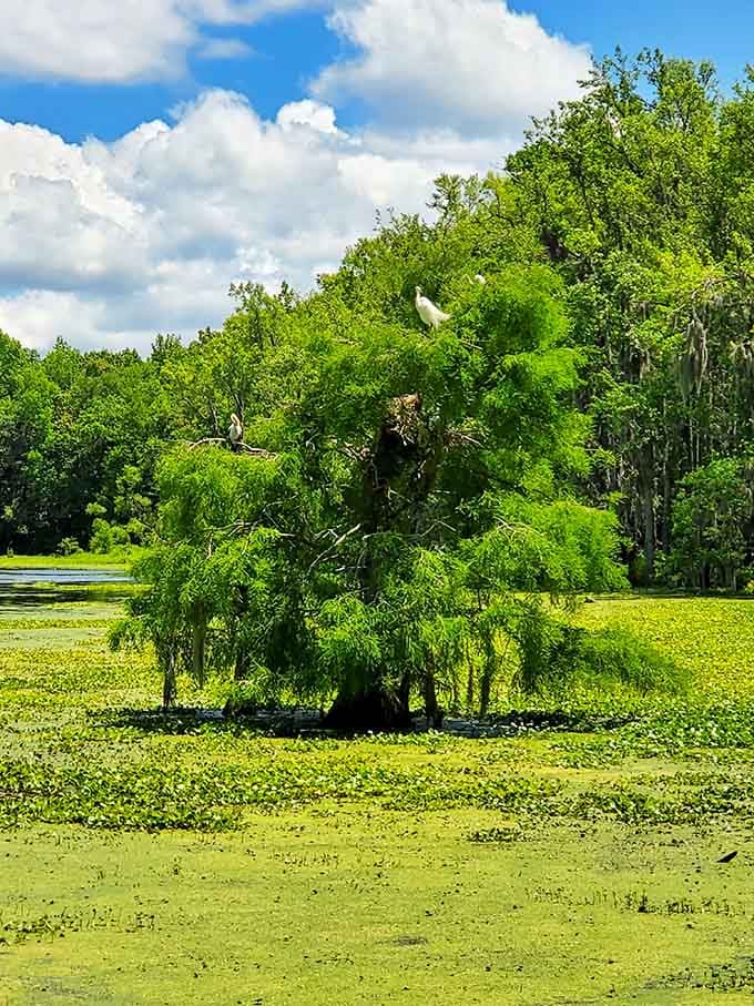 Egrets perched high above the duckweed, surveying their green kingdom with the confidence of someone who owns the place.