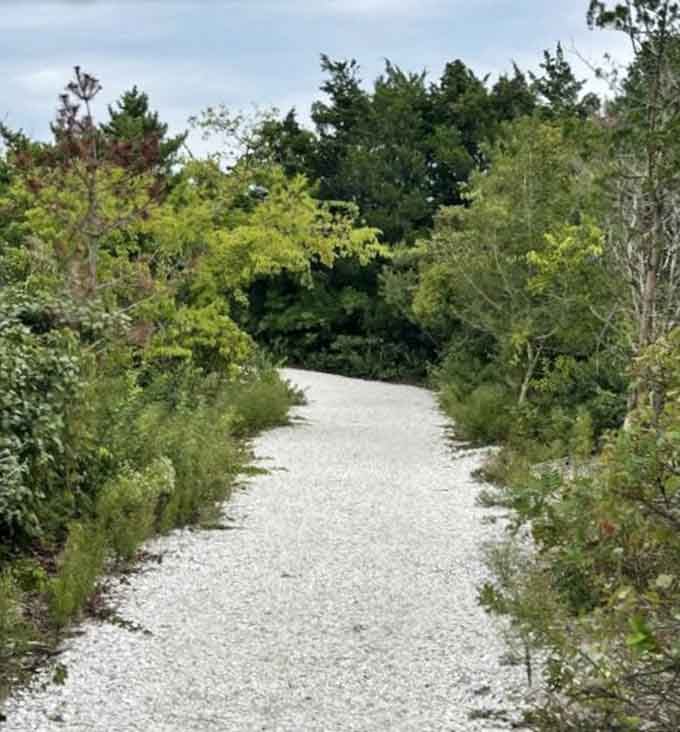 A crisp white gravel path cuts through dense coastal shrubs, looking like nature's own welcome mat rolled out just for you.