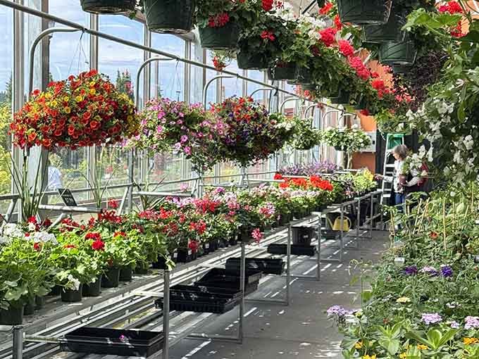 Hanging baskets so full and vibrant, they make every other flower display feel underdressed by comparison.