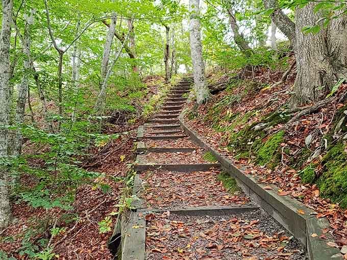 Wooden steps climbing through the beech trees, because even forests believe in a good staircase moment.