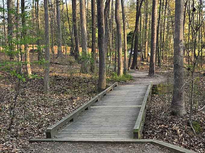 This weathered wooden boardwalk curves gently through bare autumn trees, rolling out like nature's own welcome mat.