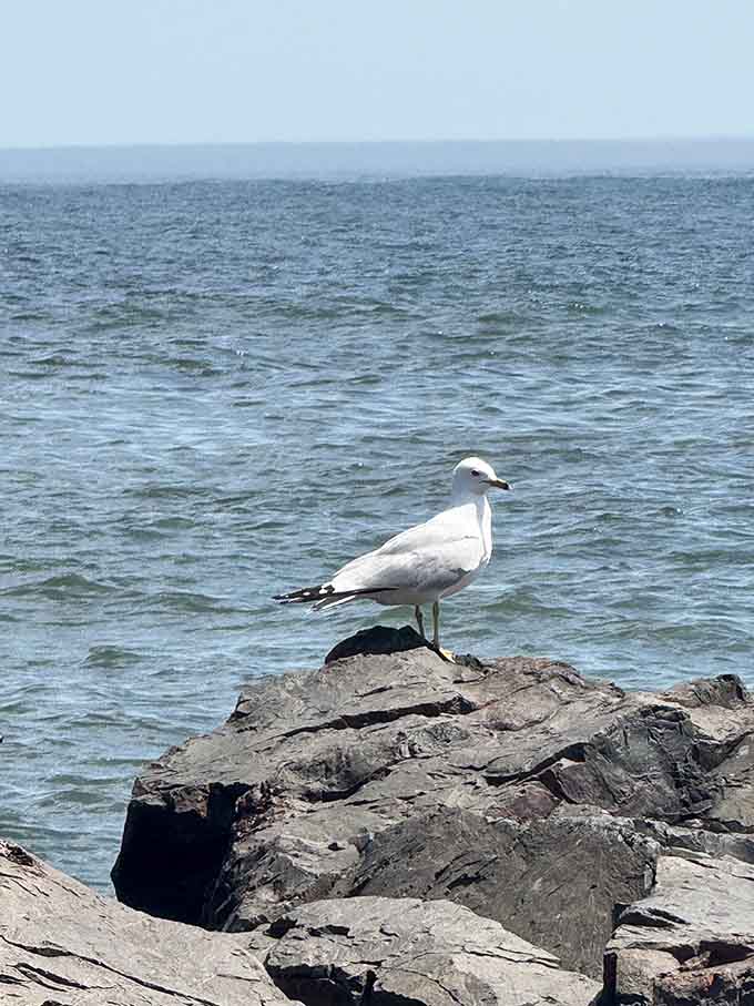 This seagull has claimed the best seat in the house, and honestly, the view justifies the attitude.
