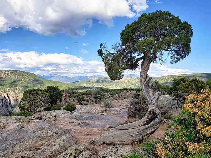 This twisted juniper has been clinging to the rim for decades, tougher than any gym membership.
