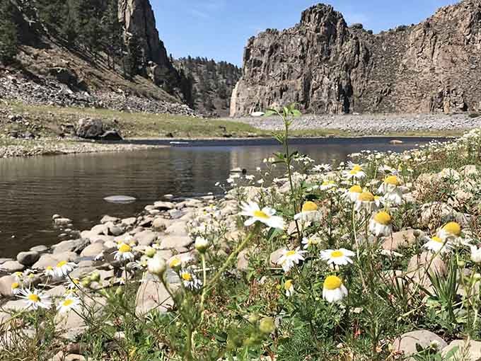 Wildflowers along the shoreline prove Blue Mesa Reservoir has serious charm in every season.
