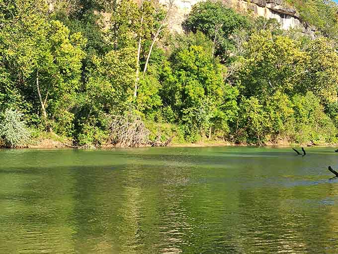 Take in the stunning, wide view of the peaceful green river bordered by a dense canopy of vibrant summer foliage.