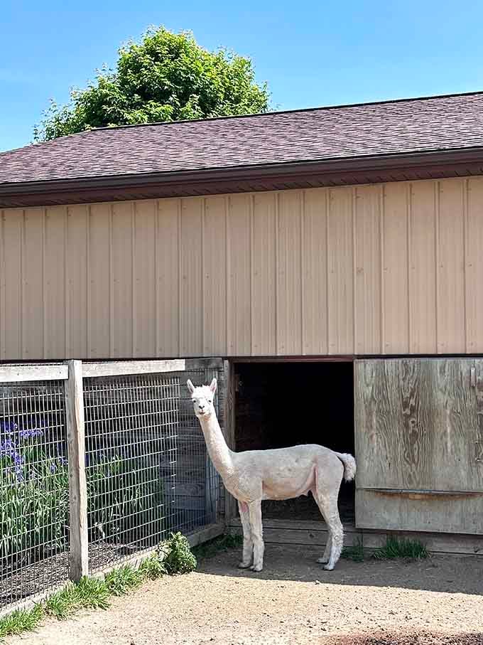 This alpaca's got that "I woke up like this" vibe down pat, no styling required.