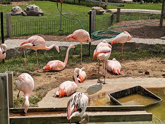 A flock of flamingos doing their best impression of a Miami retirement community, but in West Michigan.
