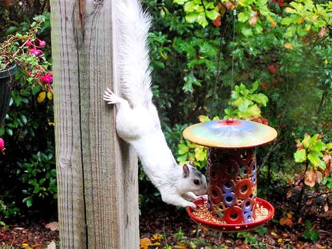 Gravity is merely a suggestion when there's a bird feeder involved, apparently.