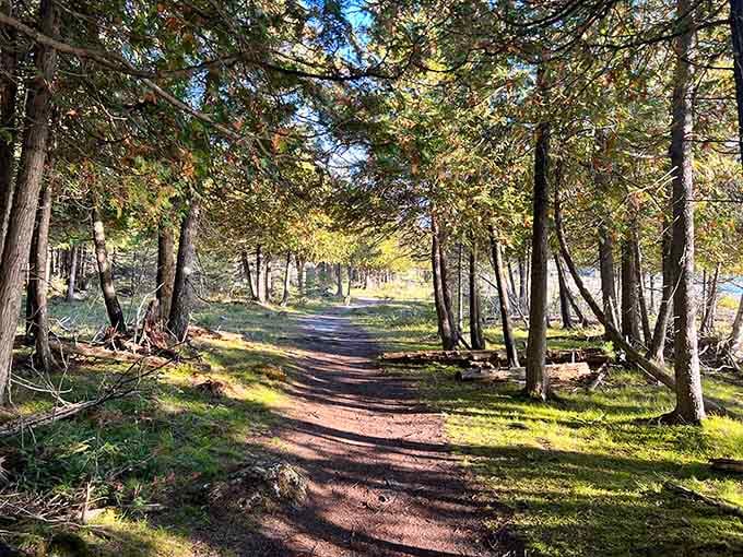 The dirt path stretches out ahead, inviting hikers to enjoy a quiet, shaded walk through the dense woodland.