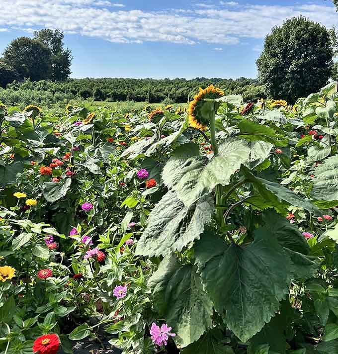 Sunflowers sharing space with zinnias and wildflowers. Nature decided to show off a little, and honestly, good for nature.