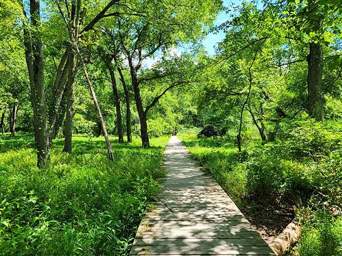 A sun-dappled boardwalk through lush green forest that makes you feel like you've stepped into a storybook.