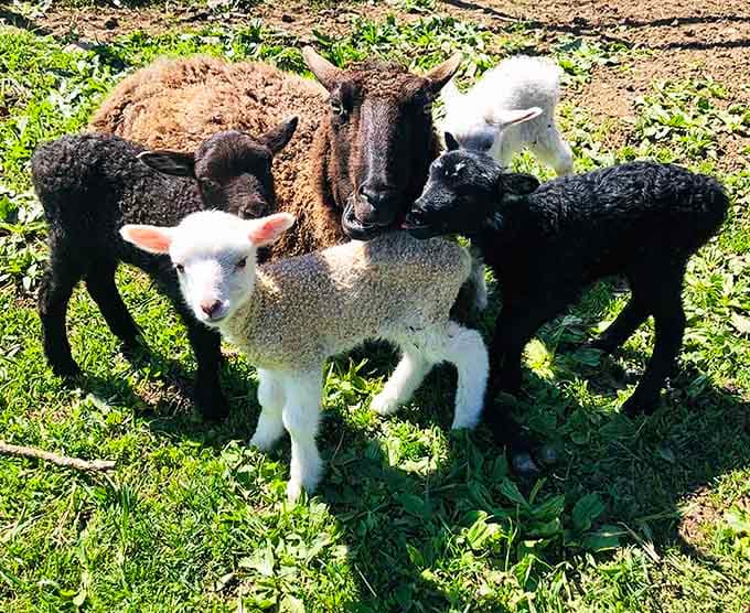 Baby lambs in a pile so adorable it should come with a warning label. You've been warned.