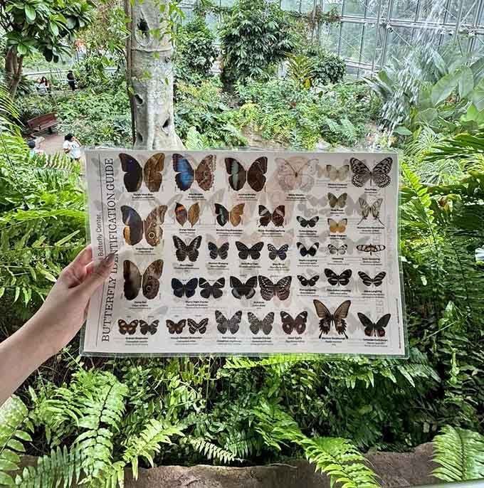 Your field guide to the winged wonders inside, because knowing which butterfly just landed on you makes it even more special.