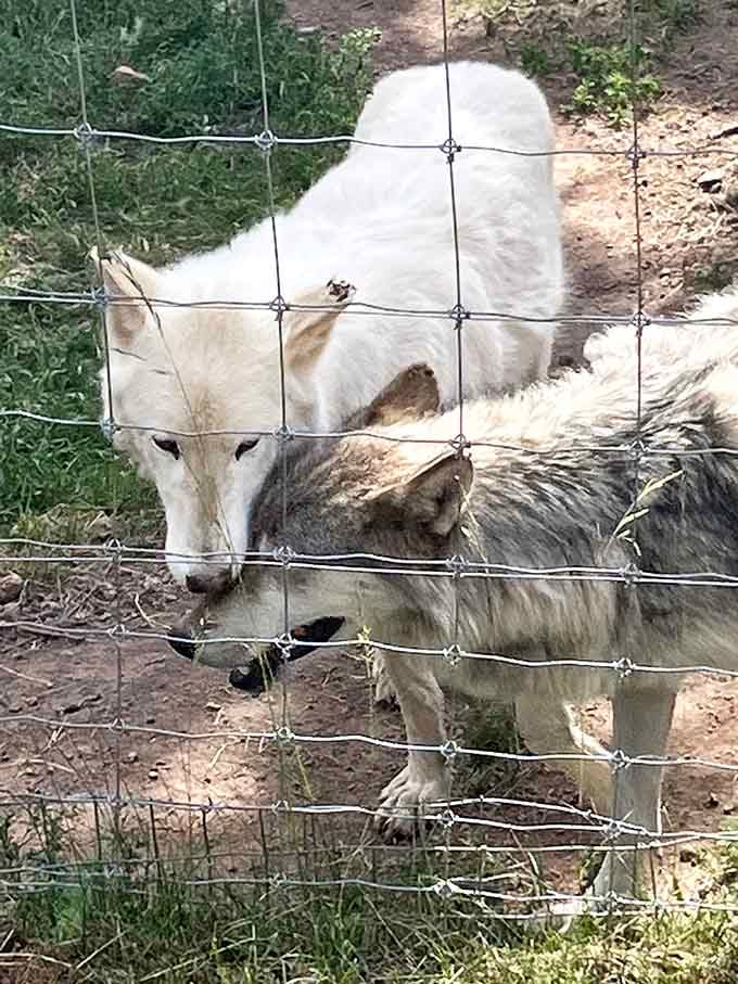 A white wolf and gray companion sharing secrets, likely about which tour guide gives the best ear scratches.