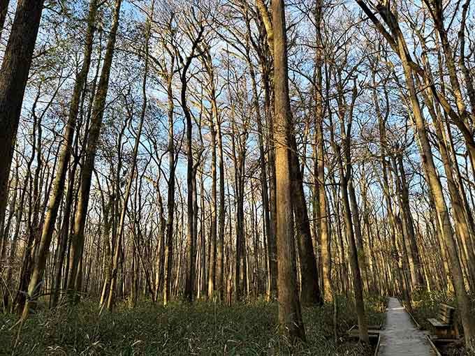These soaring giants at golden hour make every other forest feel like it's been seriously underachieving.