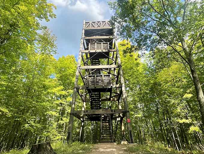 Climb the observation tower and suddenly you understand why birds never seem stressed about anything.